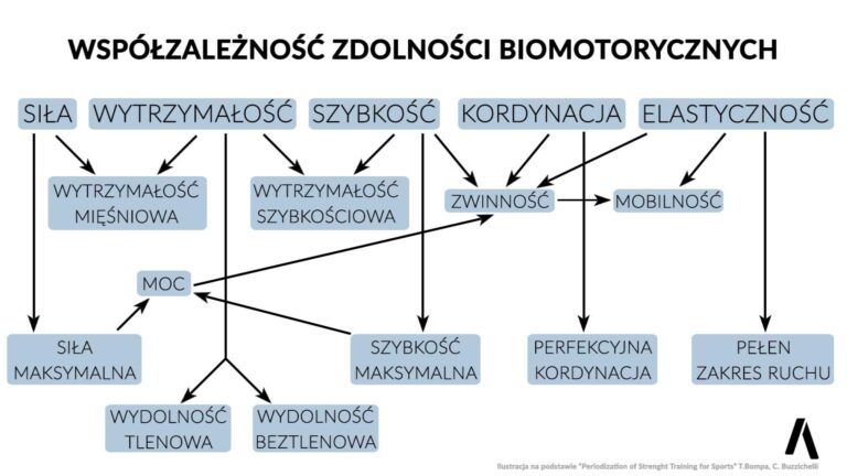 Zdolności motoryczne - podział i kształtowanie | Fizjomate